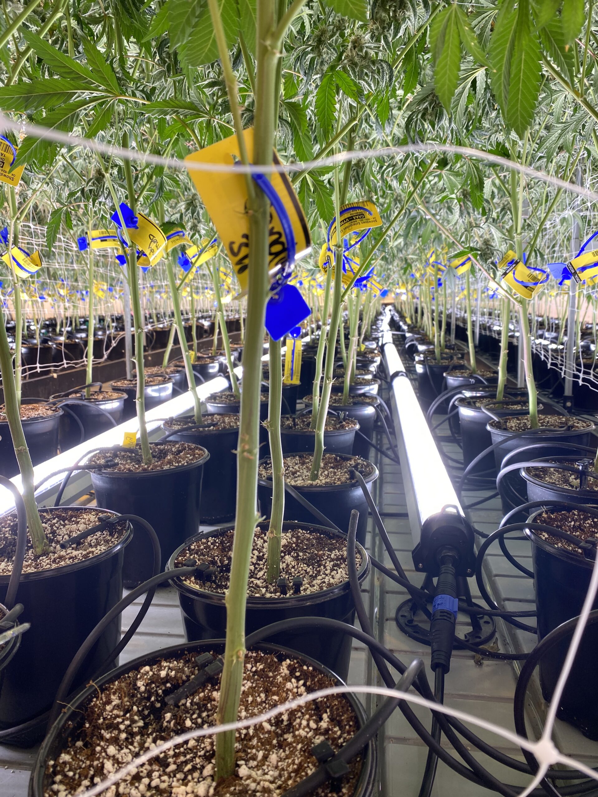 No.1 Critical Role Under-Canopy Lighting - GROW PROS SOLUTIONS